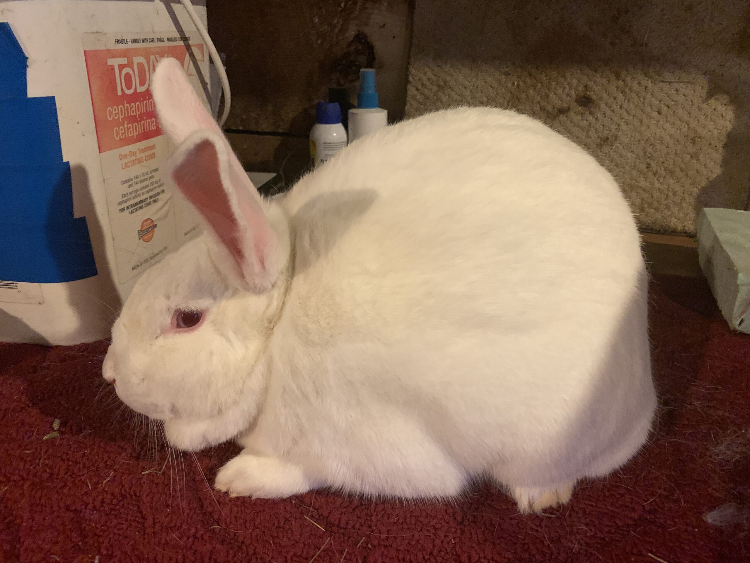 Recipe for Achieving Show-Quality Fur on Rabbits - Silver Ridge ...